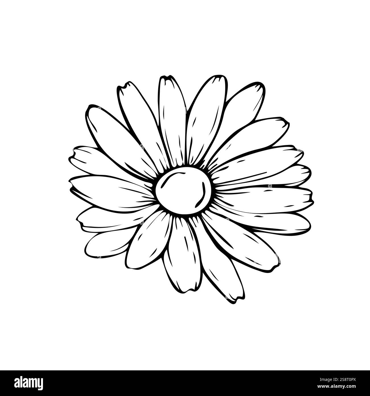 Hand drawn chamomile flowers. Herb medicinal chamomile. Vector ...