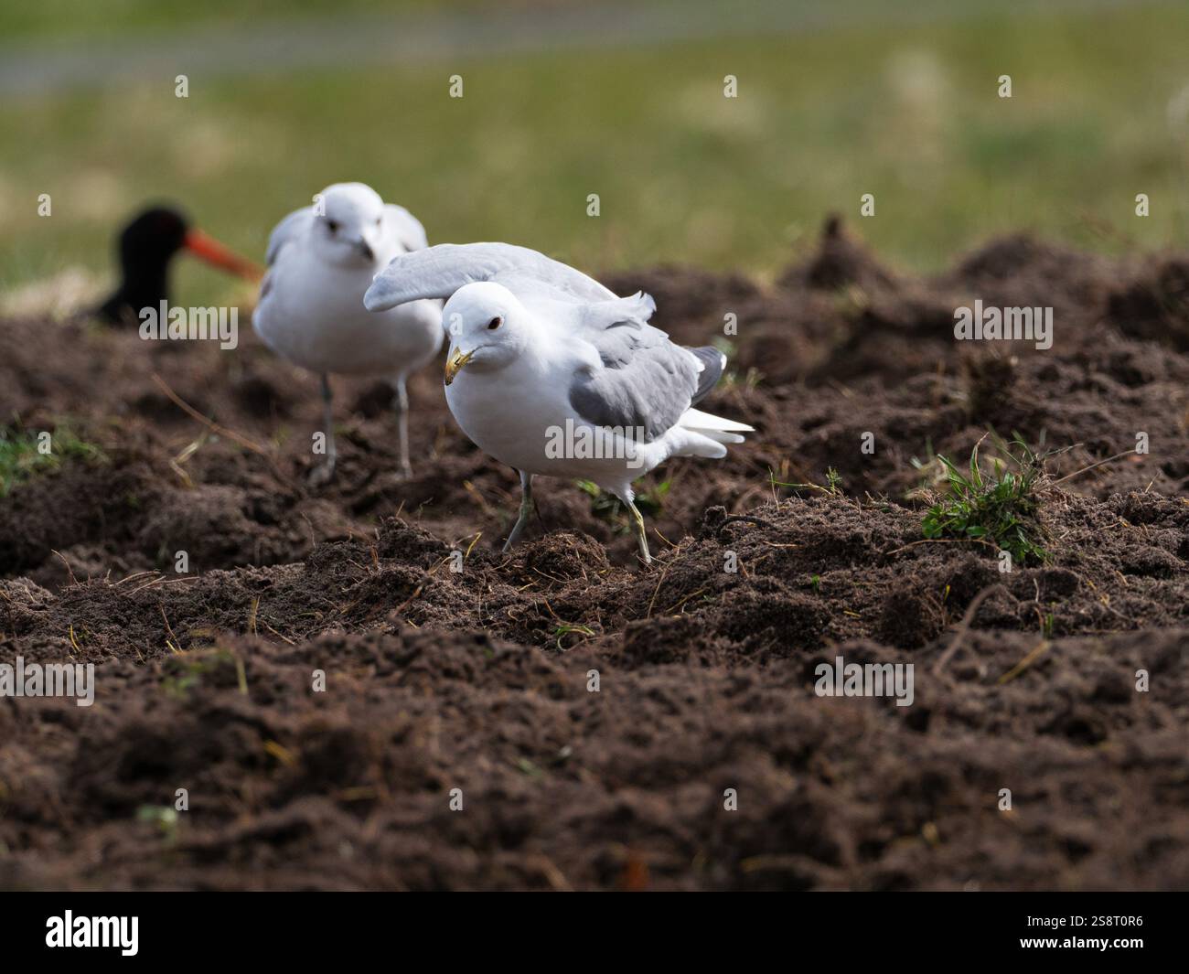 Common gull Larus canus on a ploughed strip of land near Tobh Beag ...