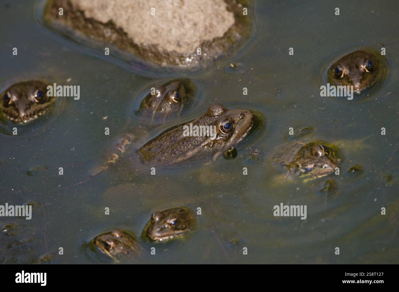 Perez's frogs Pelophylax perezi. Integral Natural Reserve of Inagua ...