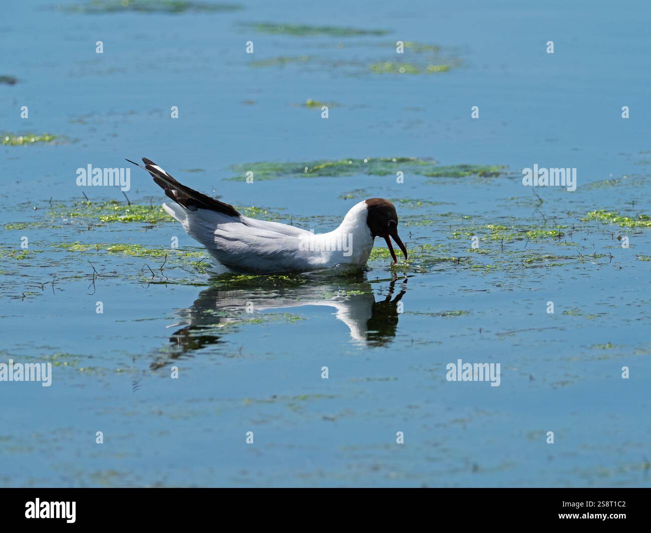Black-headed gull Larus ridibundus adult feeding in a reedbed pool ...