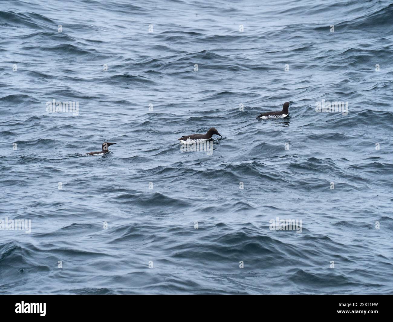 Common guillemot Uria aalge swimming in The Little Minch, Hebrides ...
