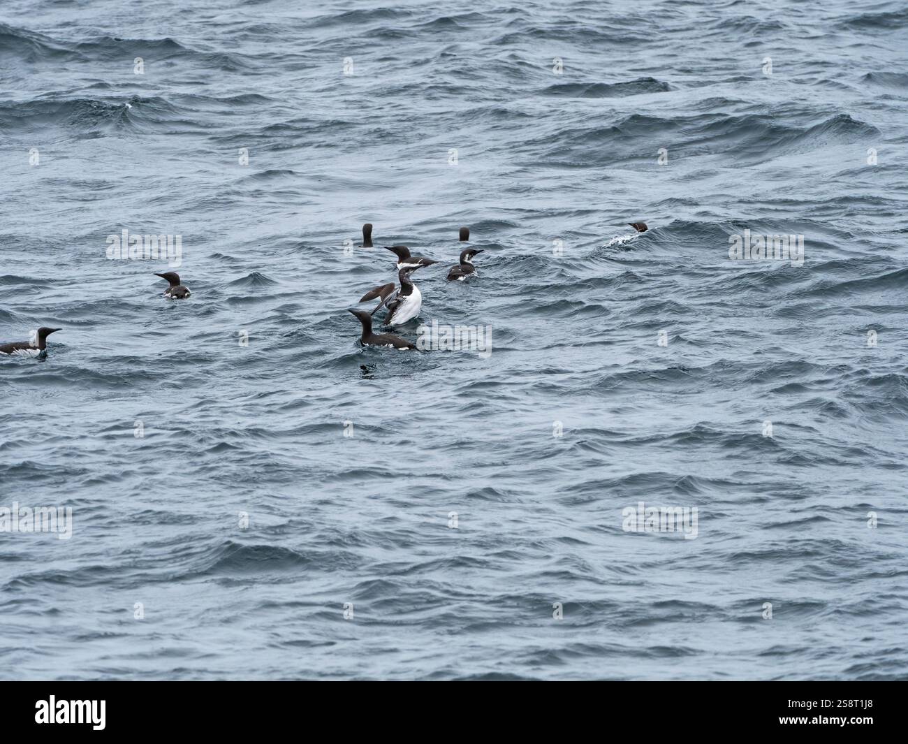 Common guillemot Uria aalge swimming in The Little Minch, Hebrides ...