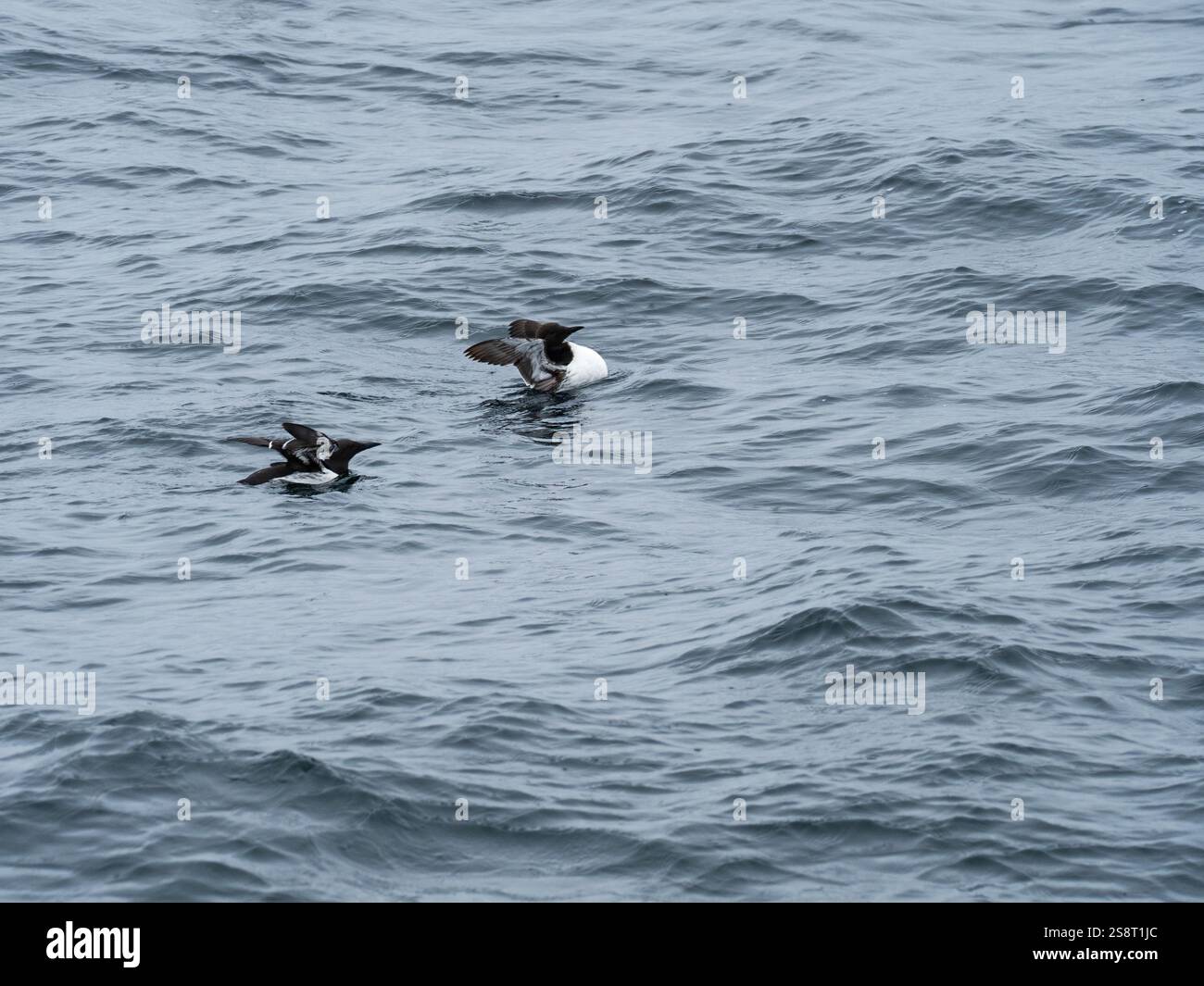 Common guillemot Uria aalge swimming in The Little Minch, Hebrides ...