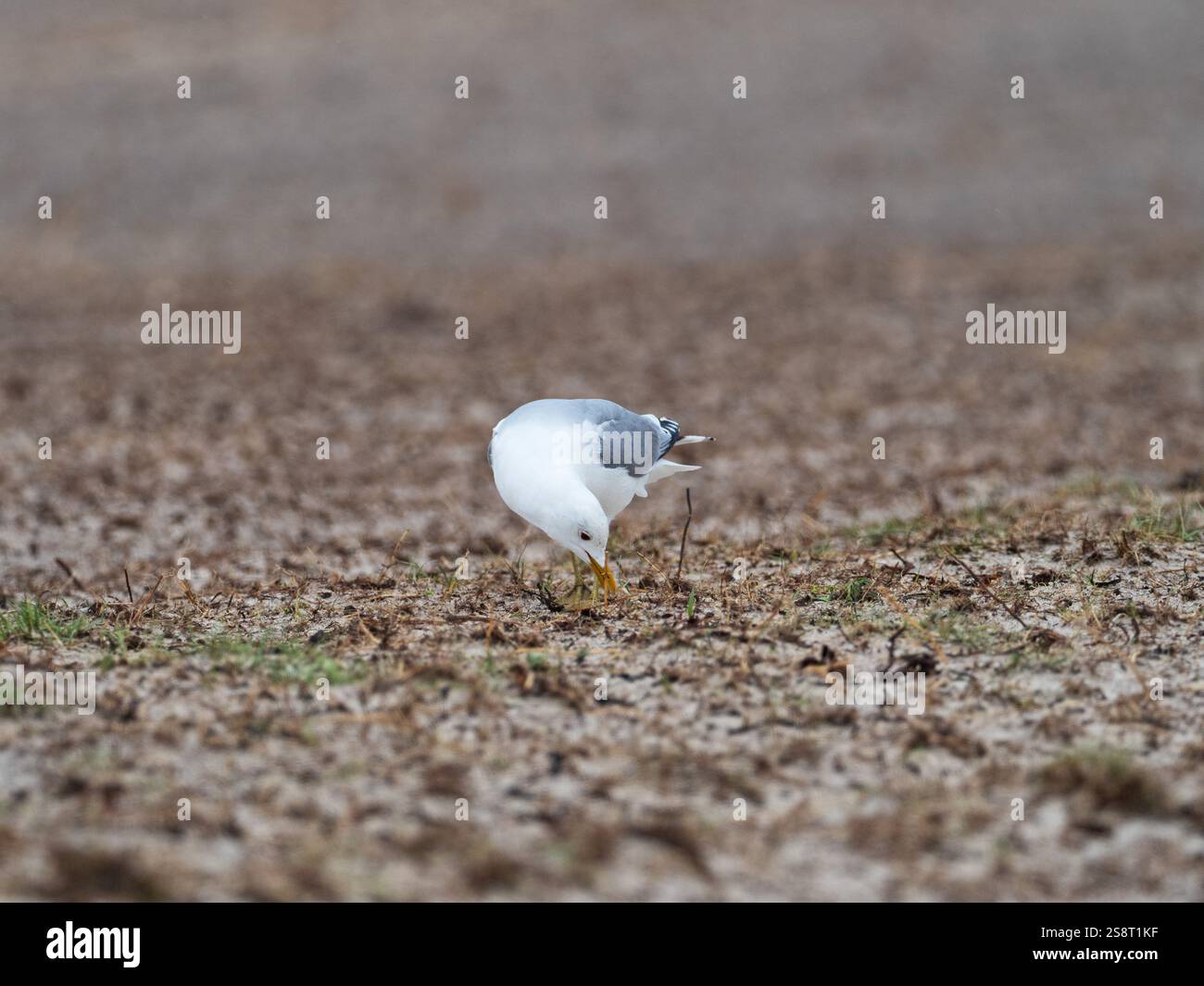 Common gull Larus canus feeding in ploughed machair, Balnarald RSPB ...
