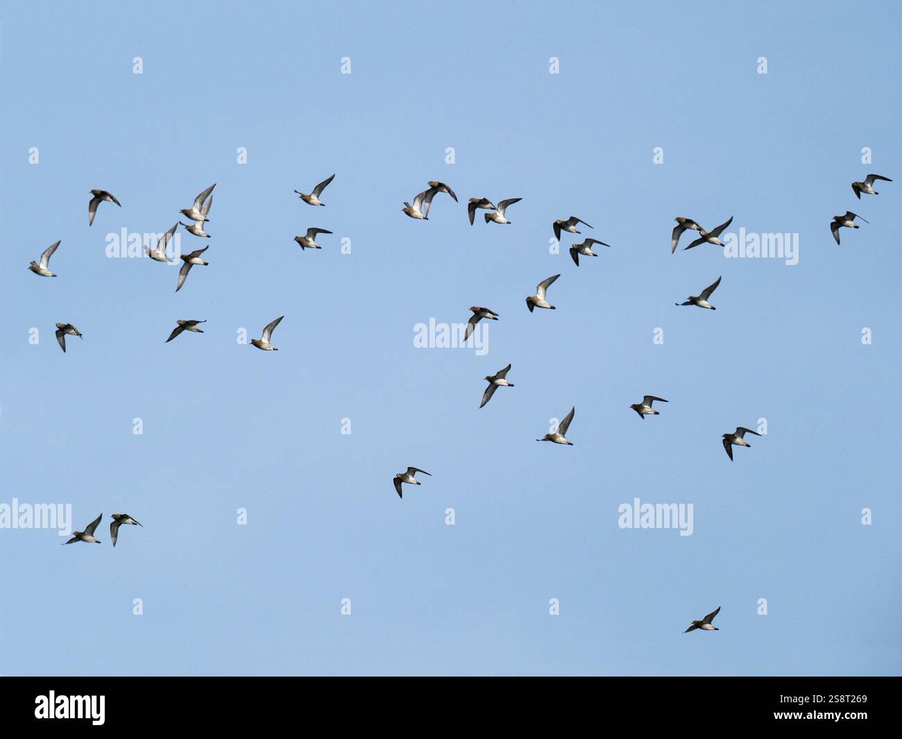 European golden plover Pluvialis apricaria in flight over Lodmoor RSPB ...