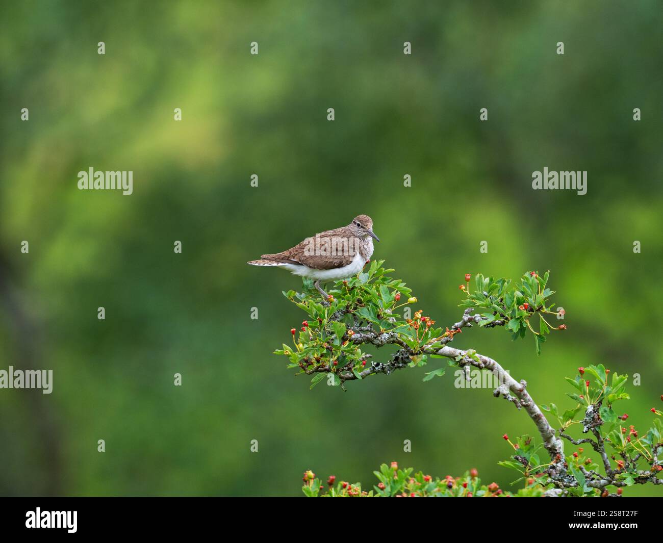 Common sandpiper Actitis hypoleucos adult perched on Hawthorn Crataegus ...