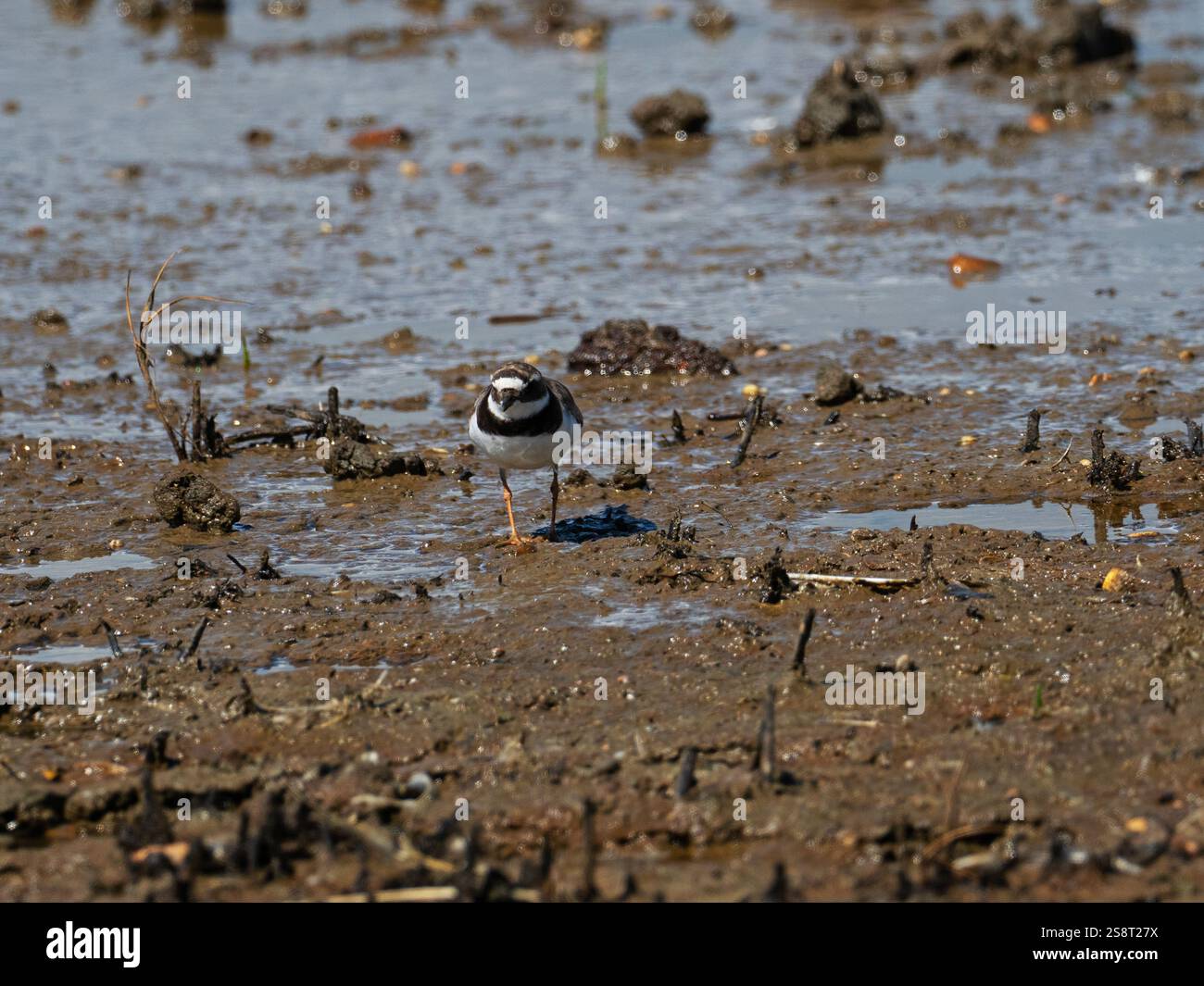 Commom ringed plover Charadrius hiaticula on mud at the edge of ...