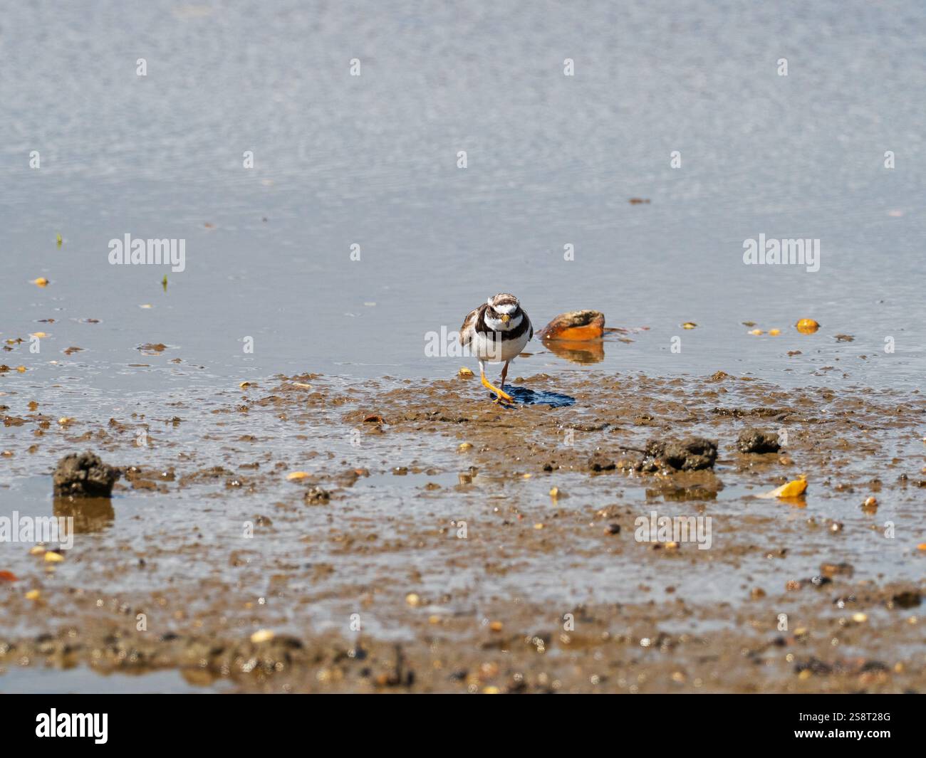 Commom ringed plover Charadrius hiaticula on mud at the edge of ...