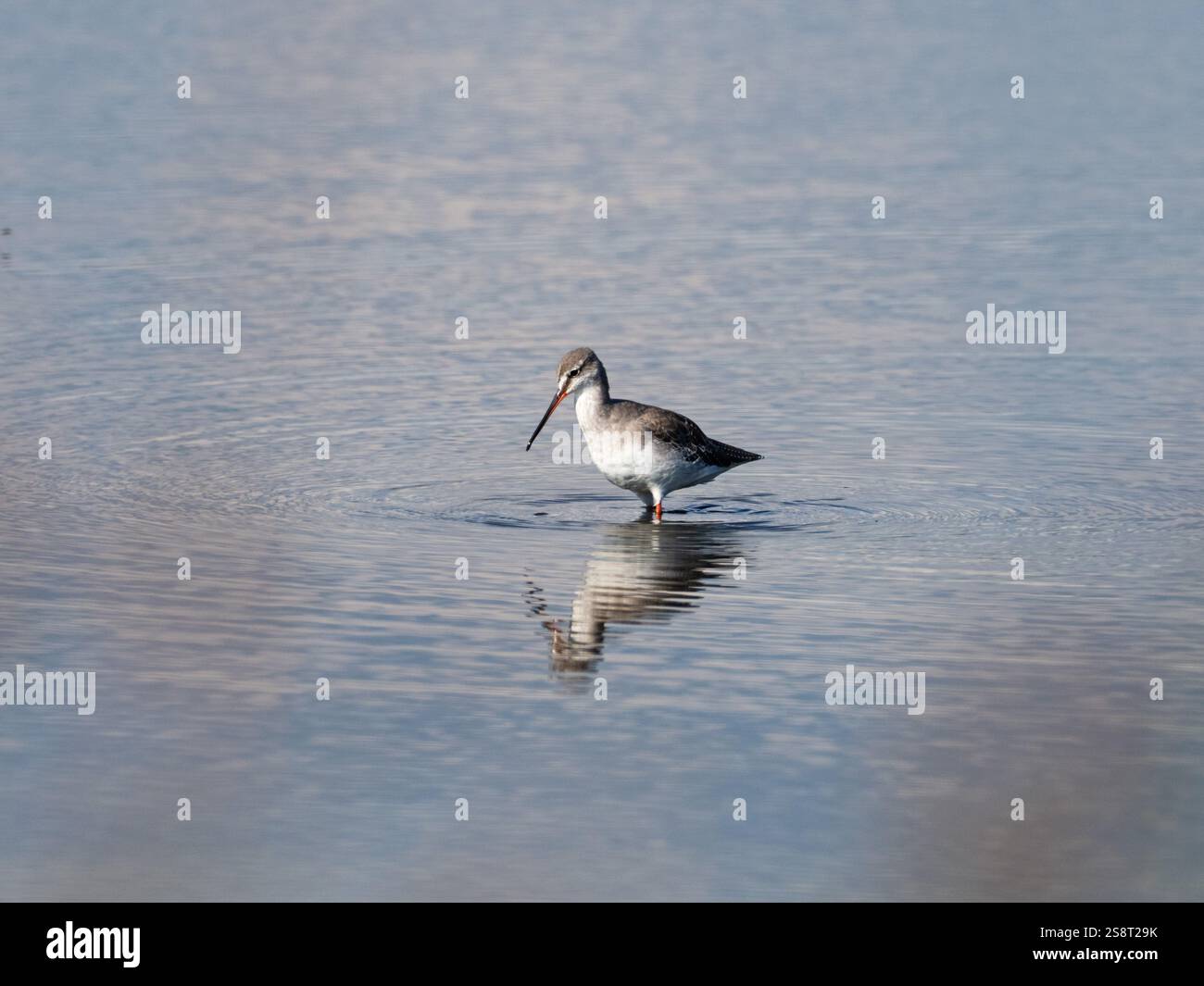 Spotted redshank Tringa erythropus in Fishtail Lagoon, Lymington and ...