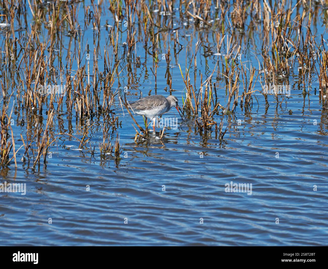 Spotted redshank Tringa erythropus in Fishtail Lagoon, Lymington and ...