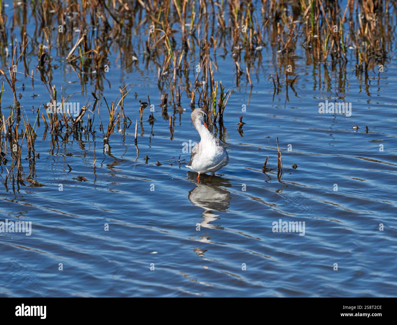 Spotted redshank Tringa erythropus in Fishtail Lagoon, Lymington and ...