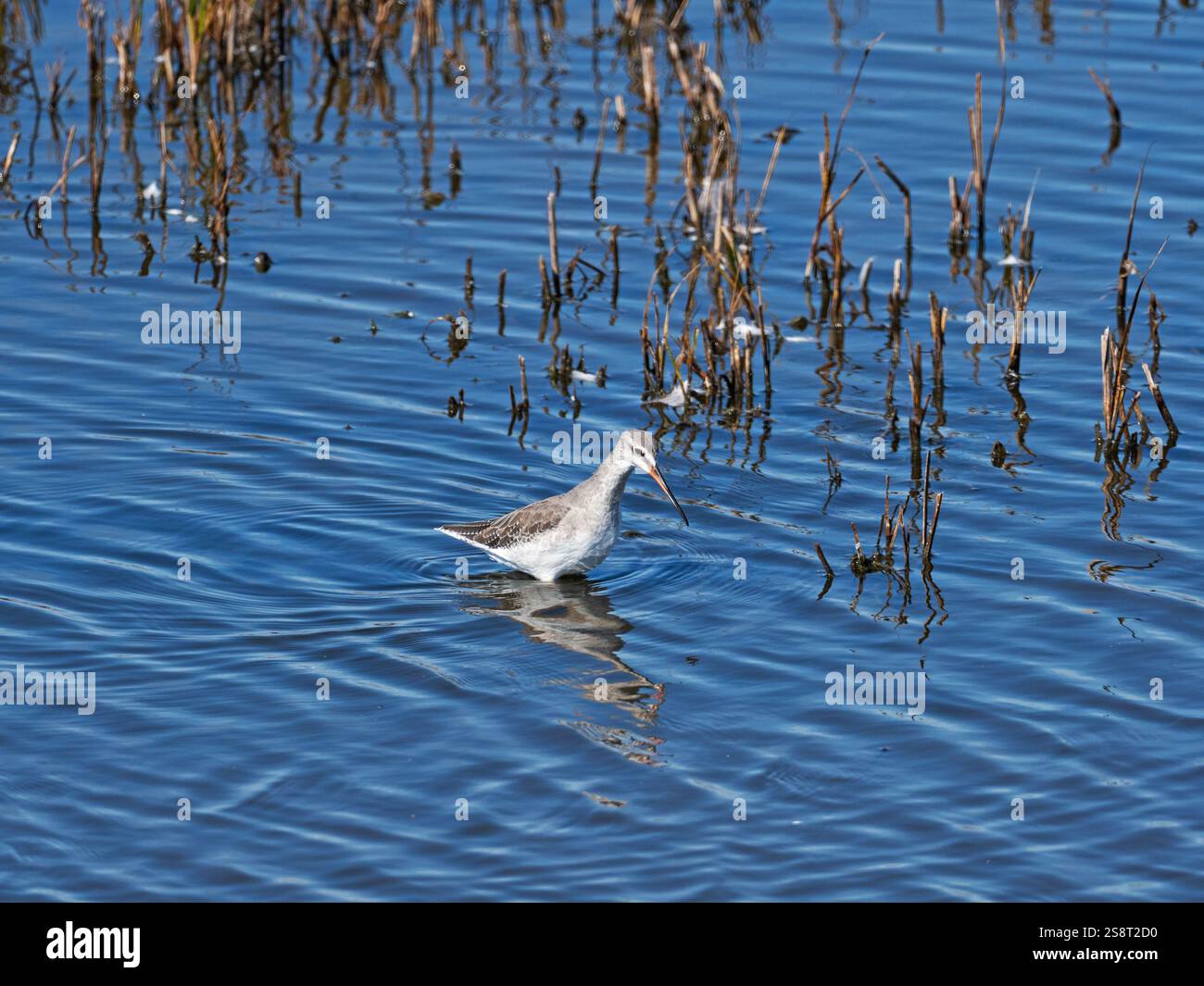 Spotted redshank Tringa erythropus in Fishtail Lagoon, Lymington and ...