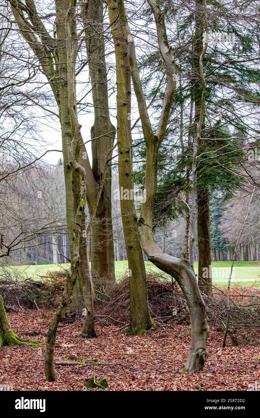Dundee Templeton Woods offers gorgeous winter scenery with unique and ...