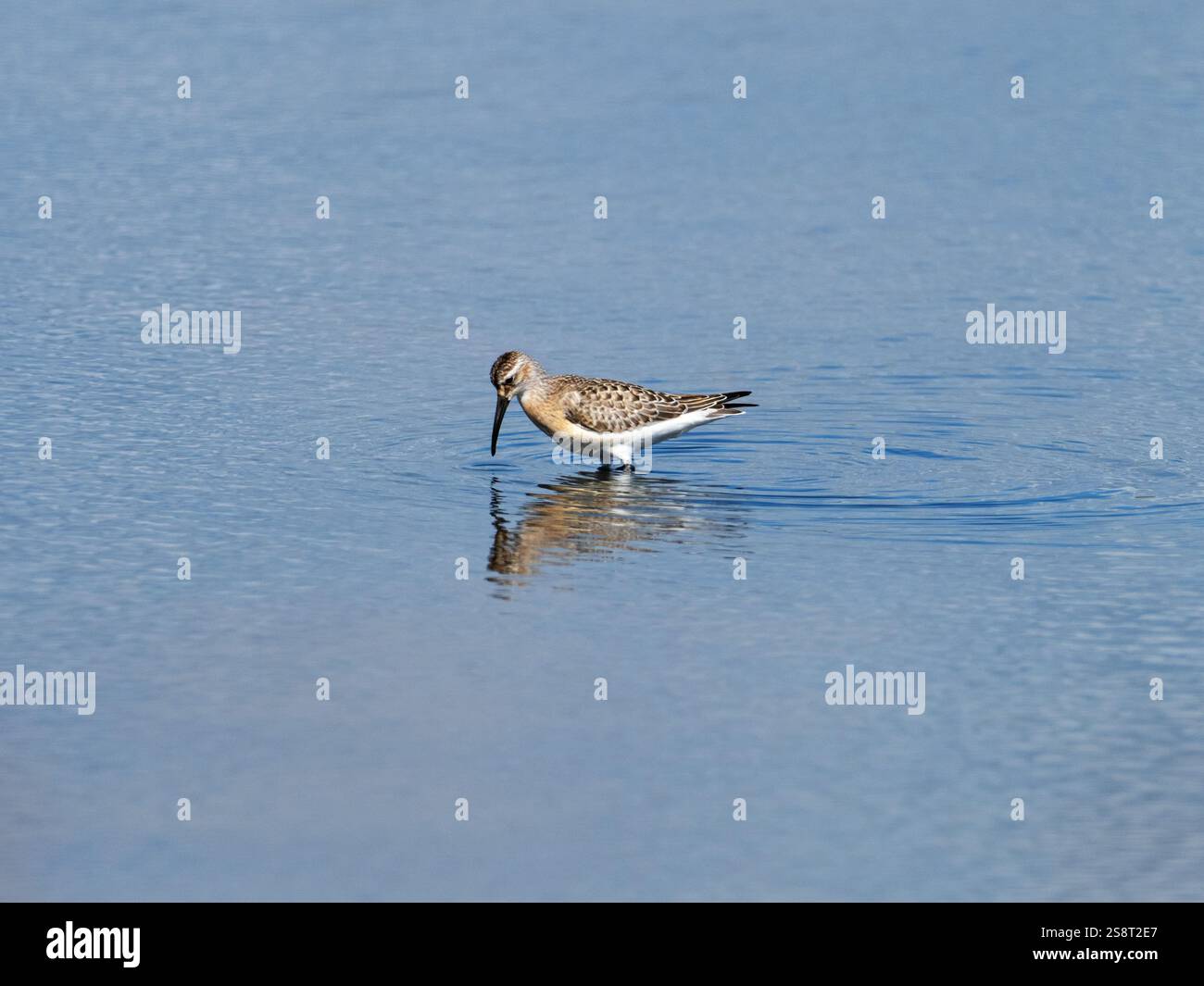 Curlew snadpiper Calidris ferruginea in Fishtail Lagoon, Lymington and ...
