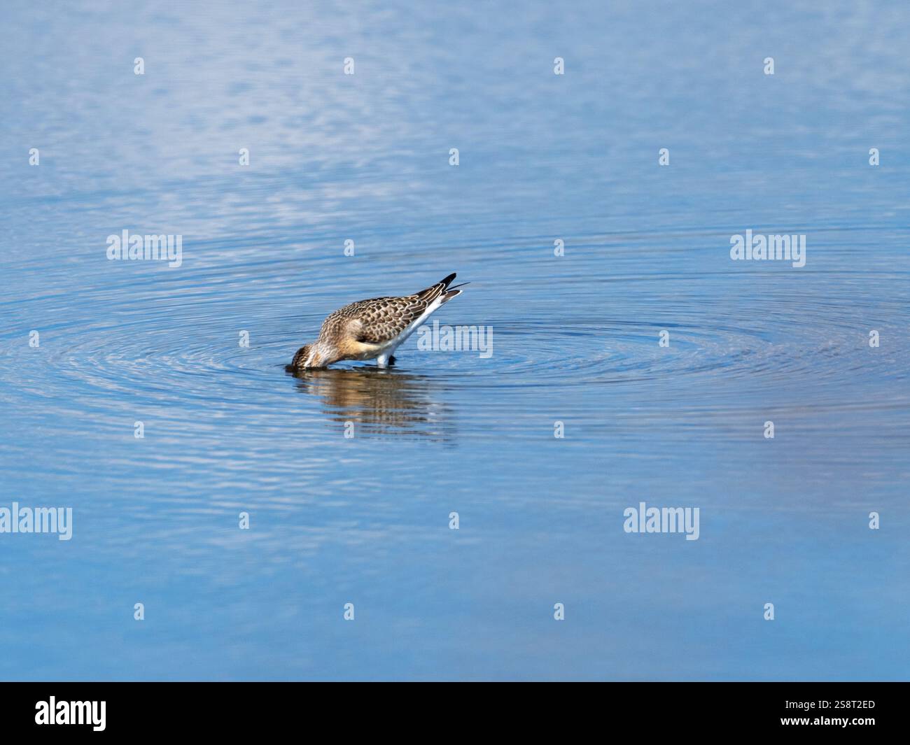 Curlew snadpiper Calidris ferruginea feeding in Fishtail Lagoon ...