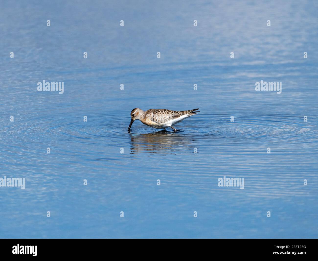 Curlew snadpiper Calidris ferruginea feeding in Fishtail Lagoon ...