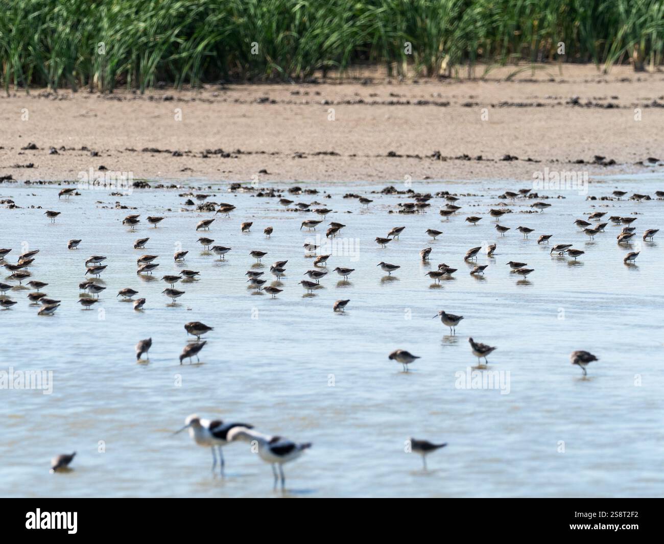 Various waders including Least sandpiper Calidris minutilla in a salt ...