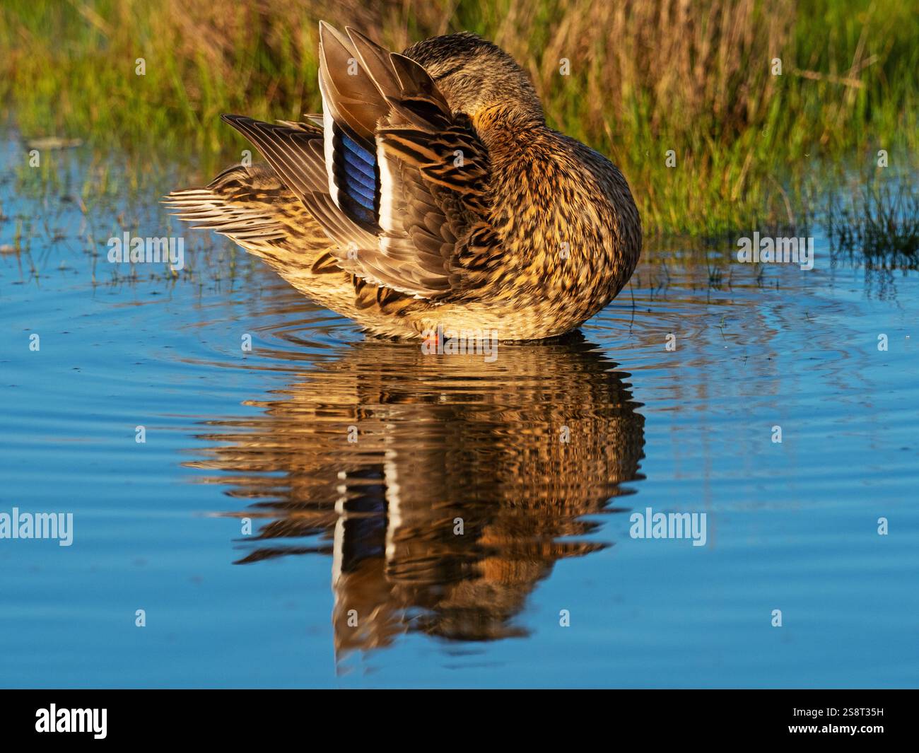 Mallard Anas platyrhynchos female preening at the edge of a marshland ...