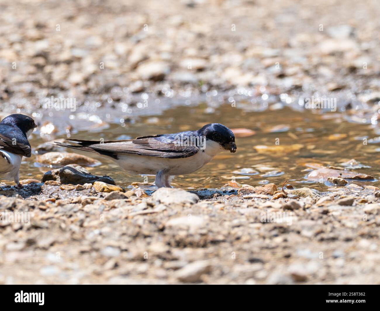 Common house martin Delichon urbica collecting mud from a puddle near ...
