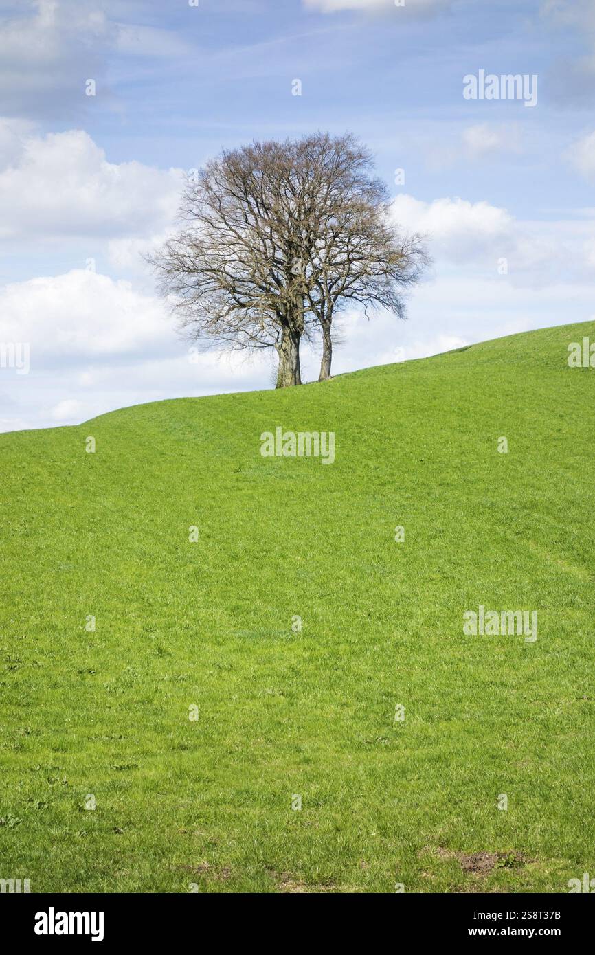 An image of a leafless tree in spring Stock Photo - Alamy