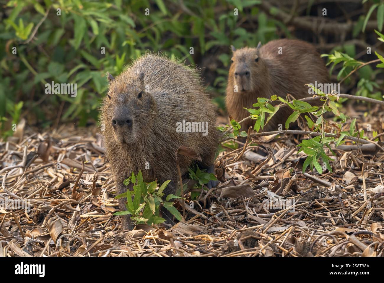 Capybara or capybara (Hydrochoerus hydrochaeris), Pantanal, inland ...