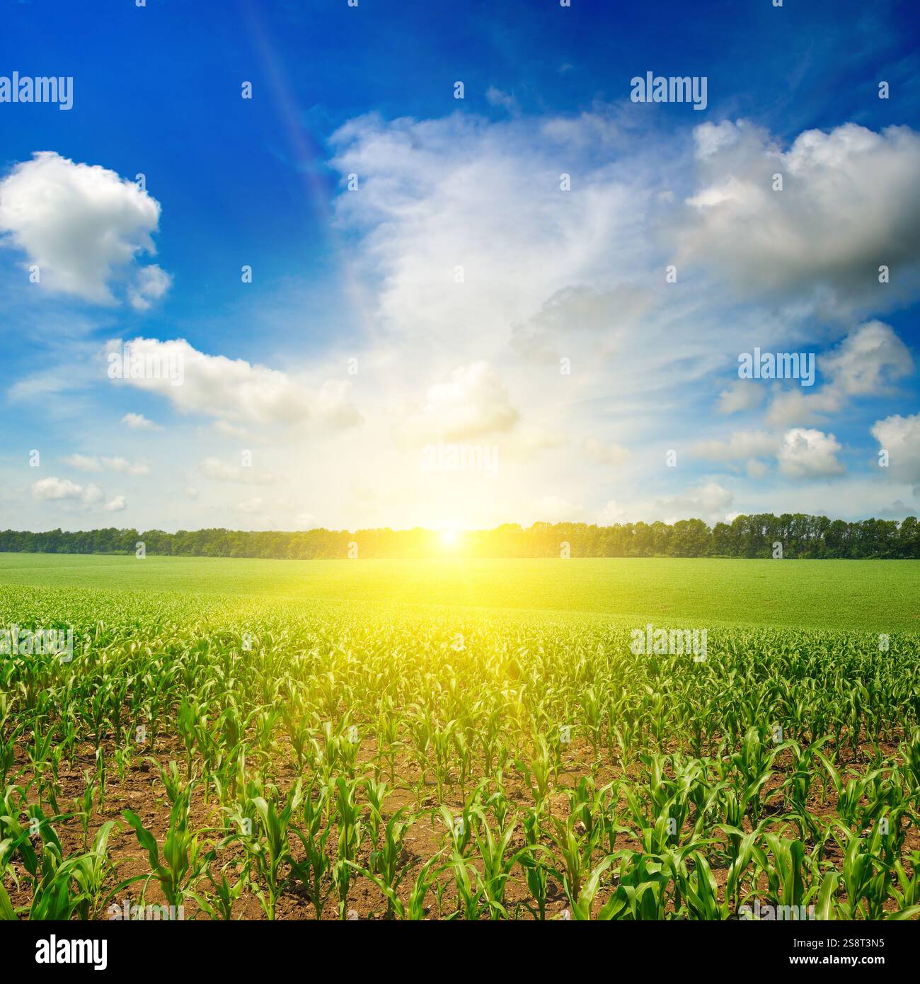 Sun rise over the corn field Stock Photo - Alamy