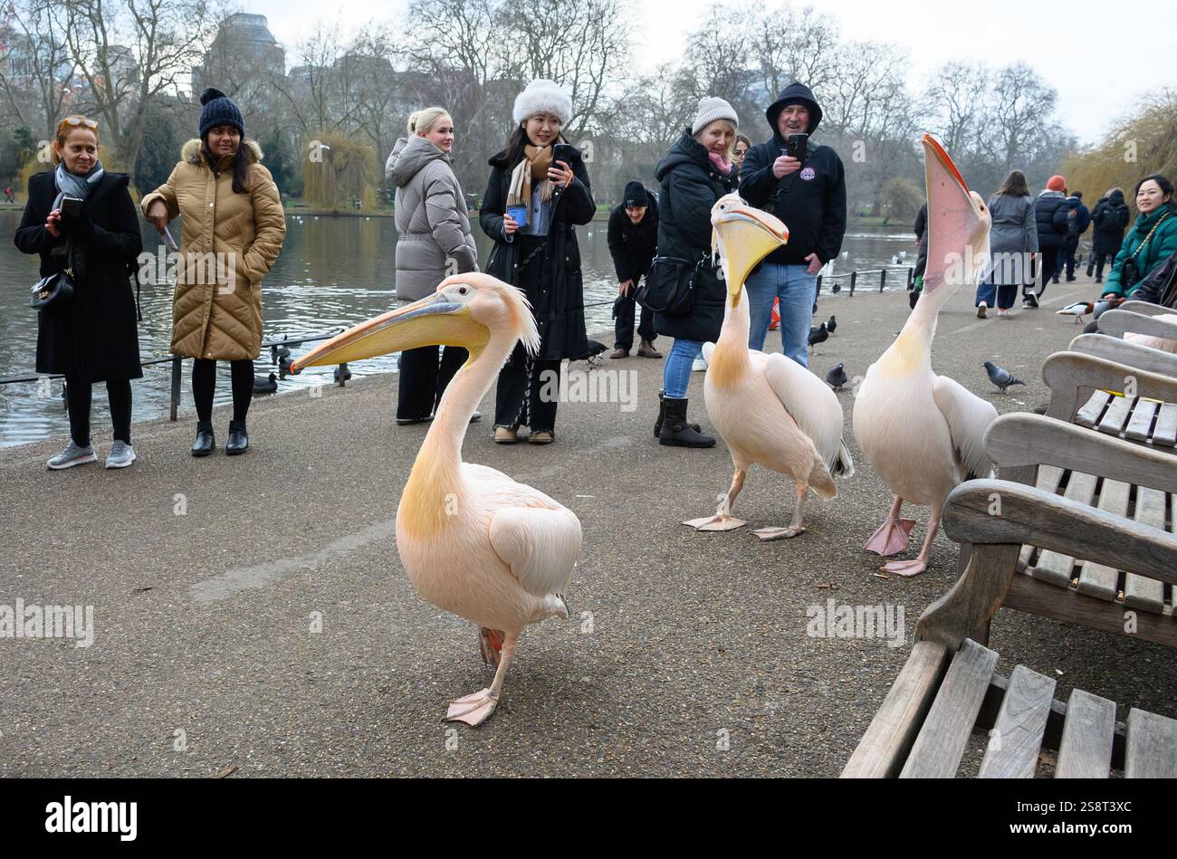 London, UK. Three of the six resident Great White Pelicans (Pelecanus ...