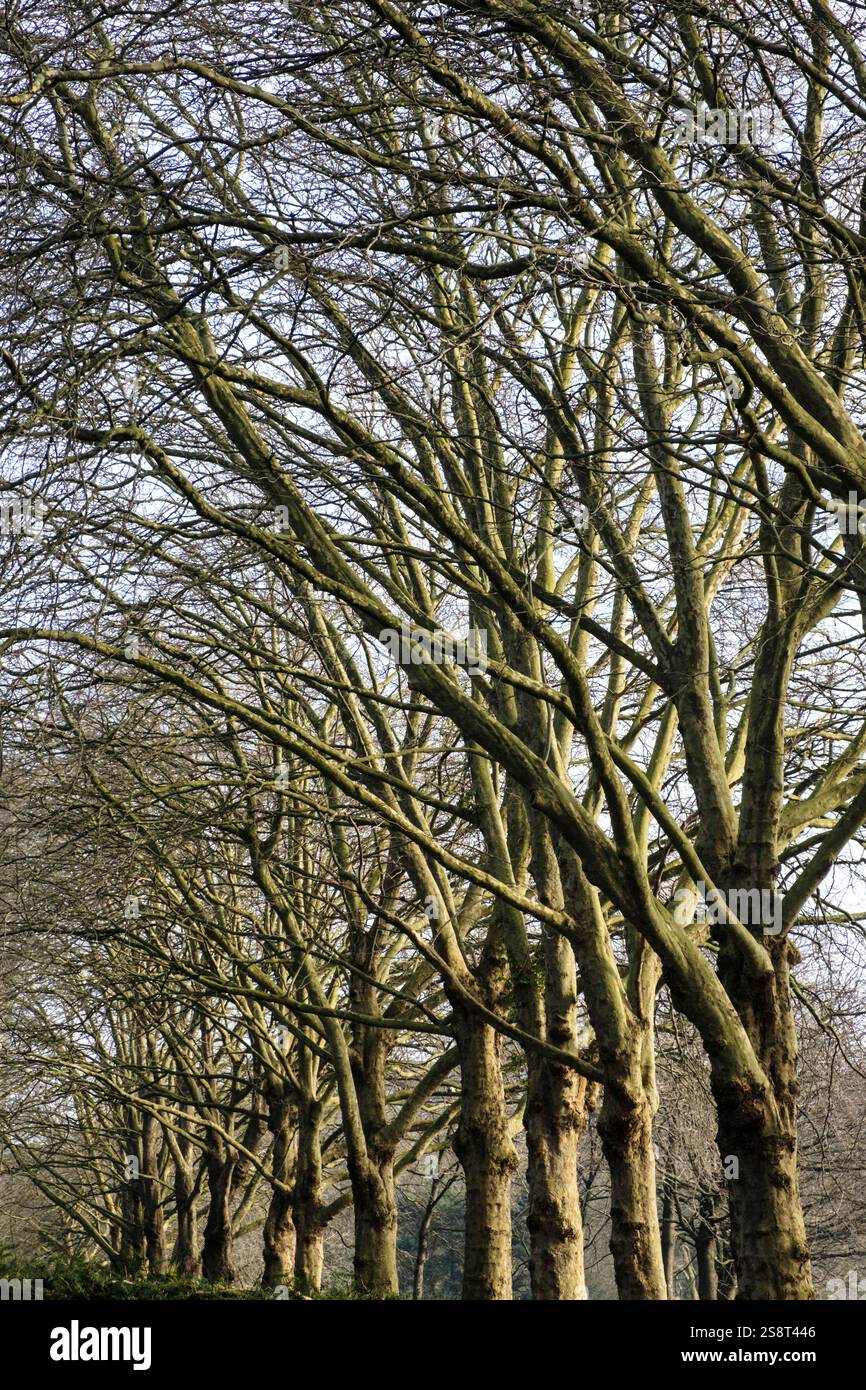 The Trees in Castle Park Bristol Winter without leaves Bristol UK Stock ...