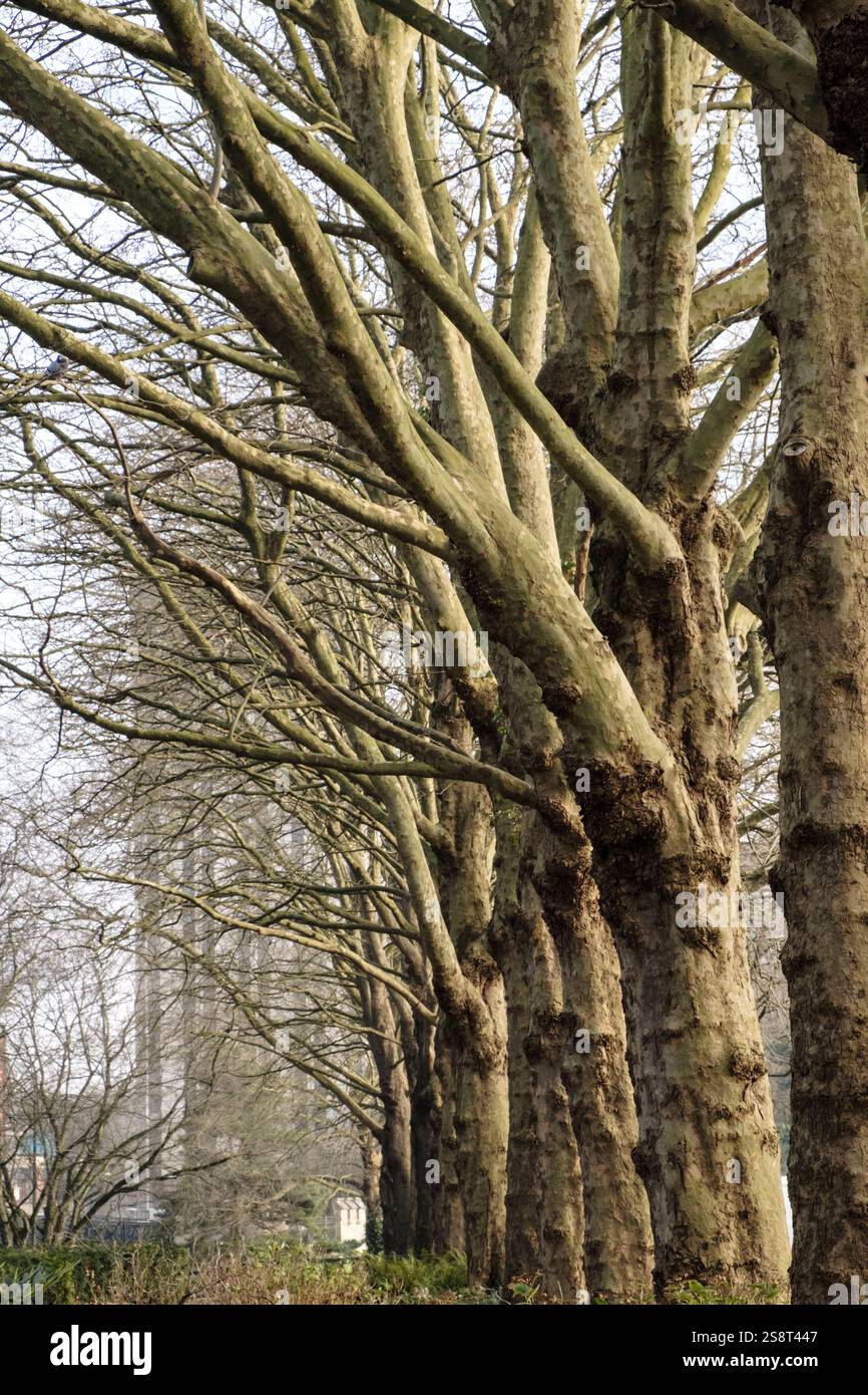 The Trees in Castle Park Bristol Winter without leaves Bristol UK Stock ...
