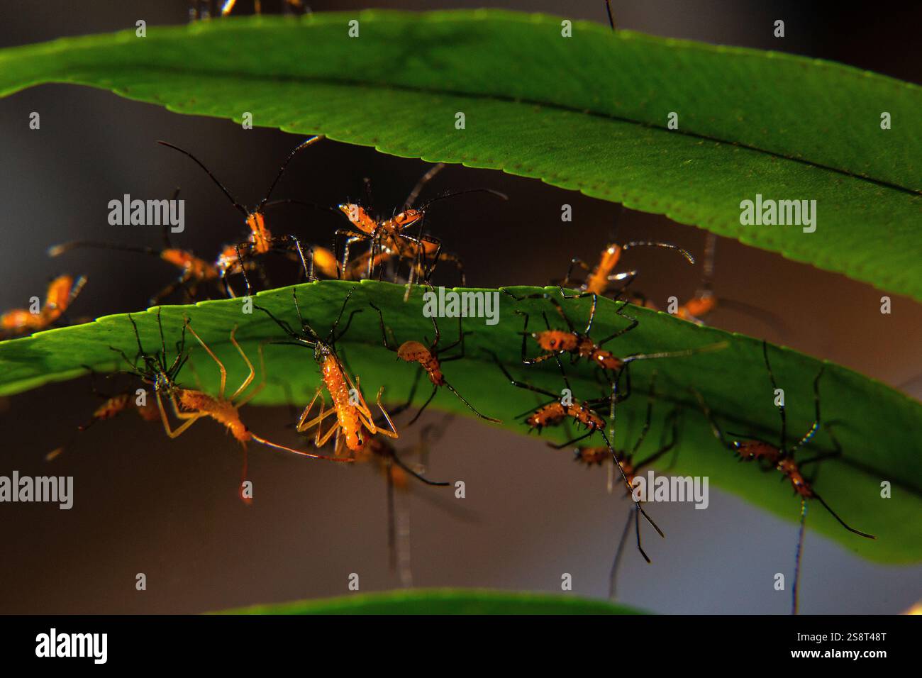 Goiania, Goias, Brazil – Janeiro 18, 2025: Group of Leaf-Footed Bug ...