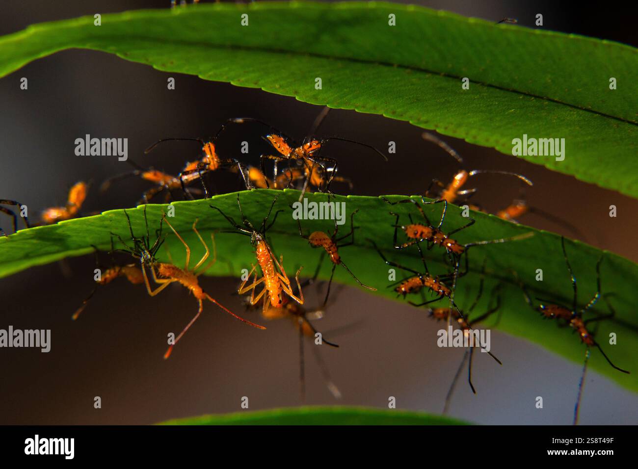 Goiania, Goias, Brazil – Janeiro 18, 2025: Group of Leaf-Footed Bug ...