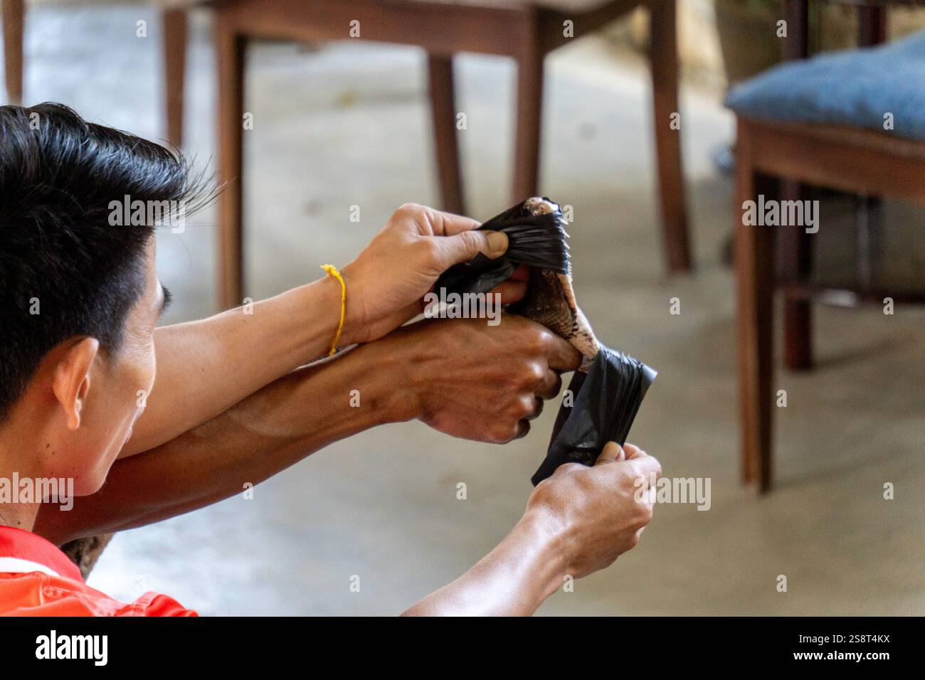 Bangkok, thailand - Dec 25 2024: an anaconda in a Thai snake show Stock ...