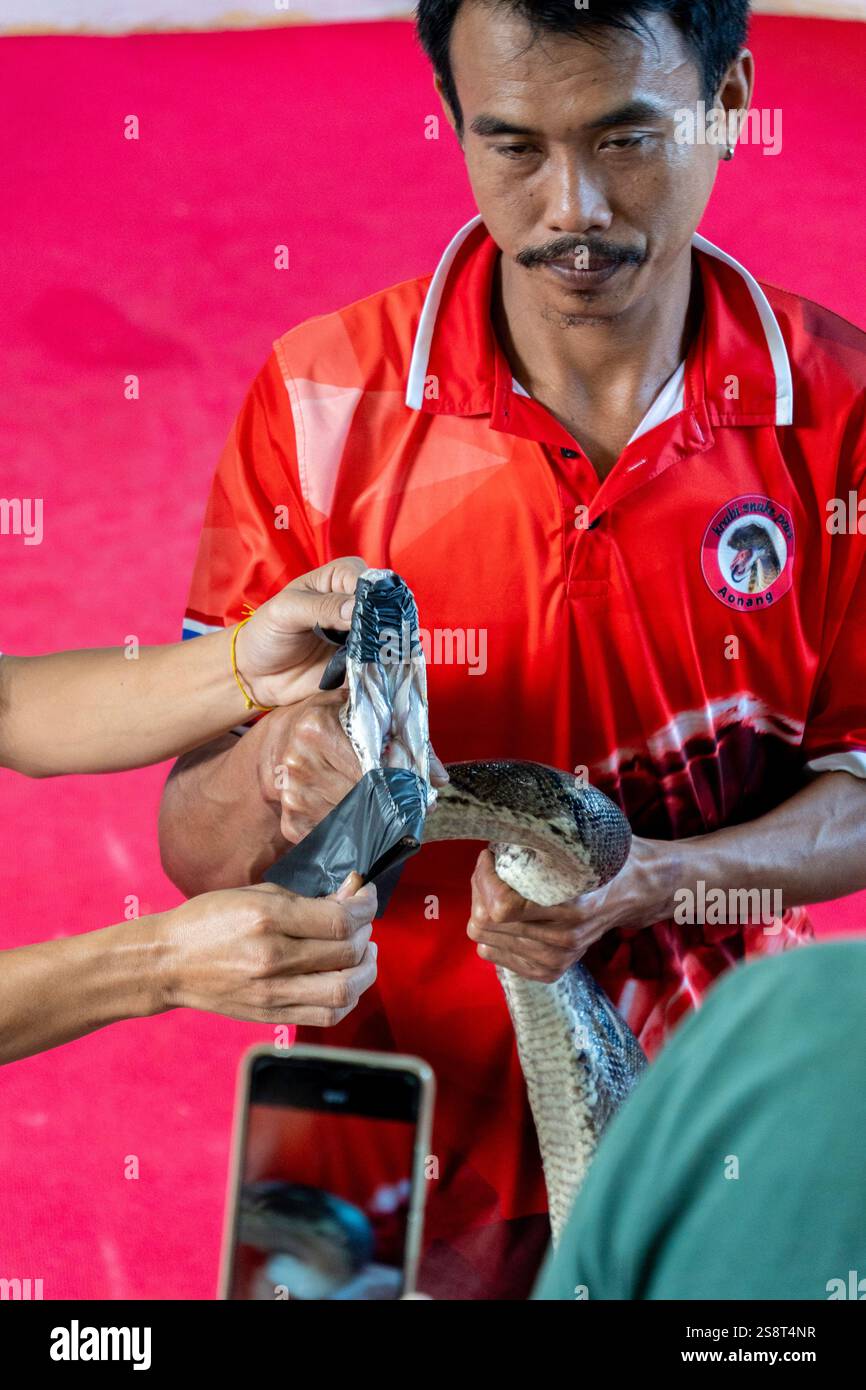 Bangkok, thailand - Dec 25 2024: an anaconda in a Thai snake show Stock ...