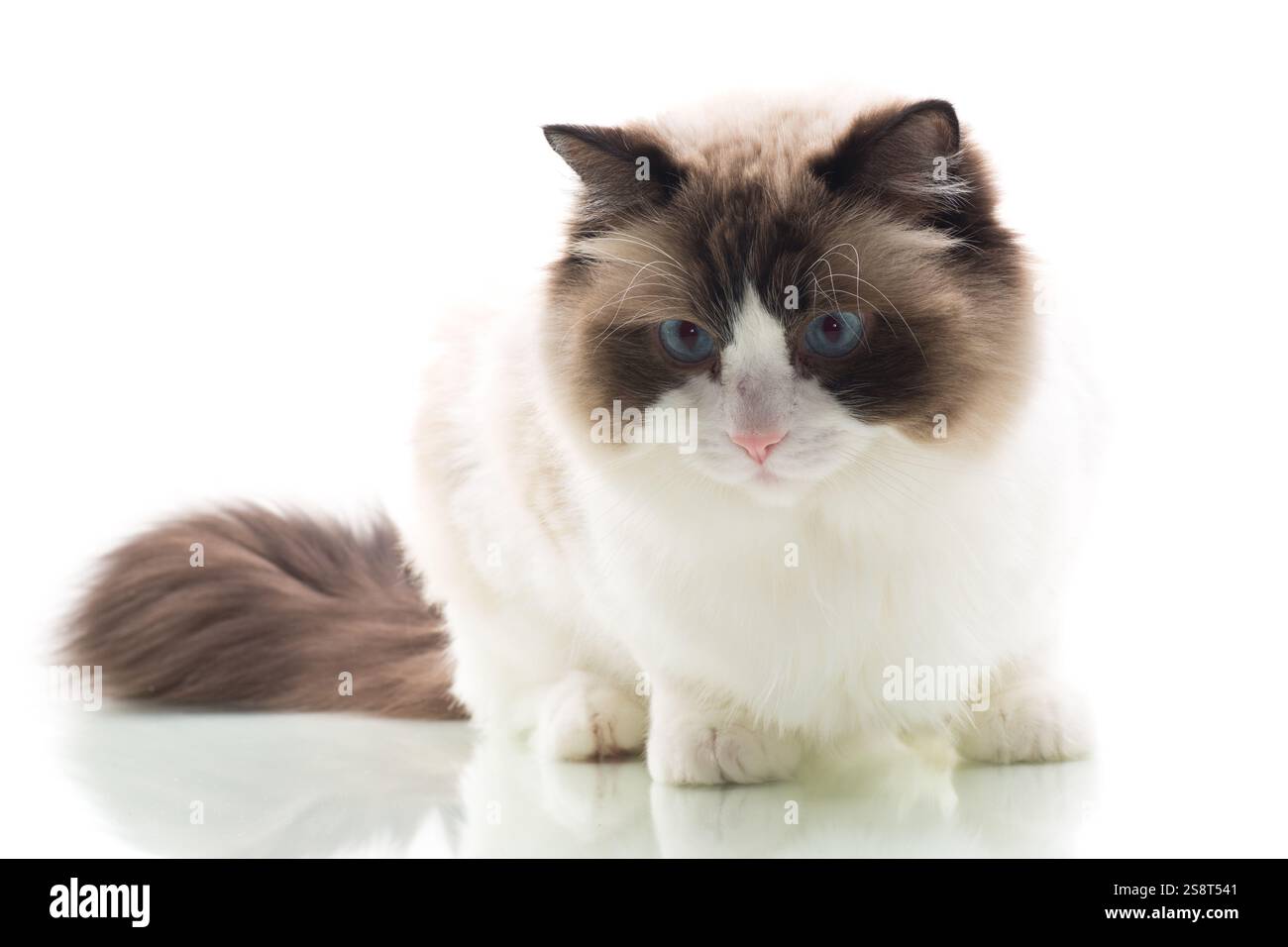 Studio portrait of domestic Ragdoll cat, isolated on white background ...