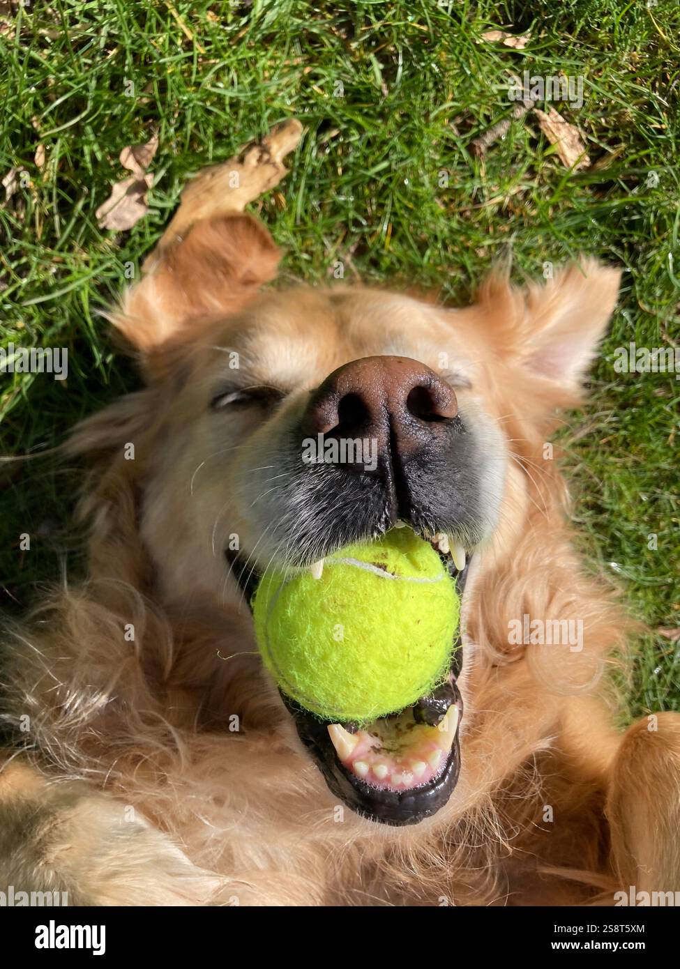 Golden Retriever with tennis ball Stock Photo - Alamy