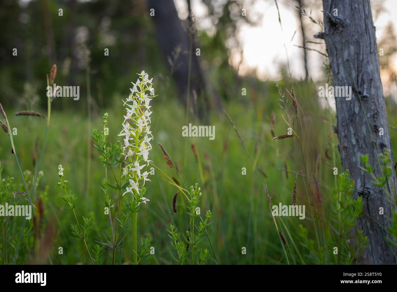 White wild lesser butterfly-orchid (Platanthera bifolia) flowers in ...