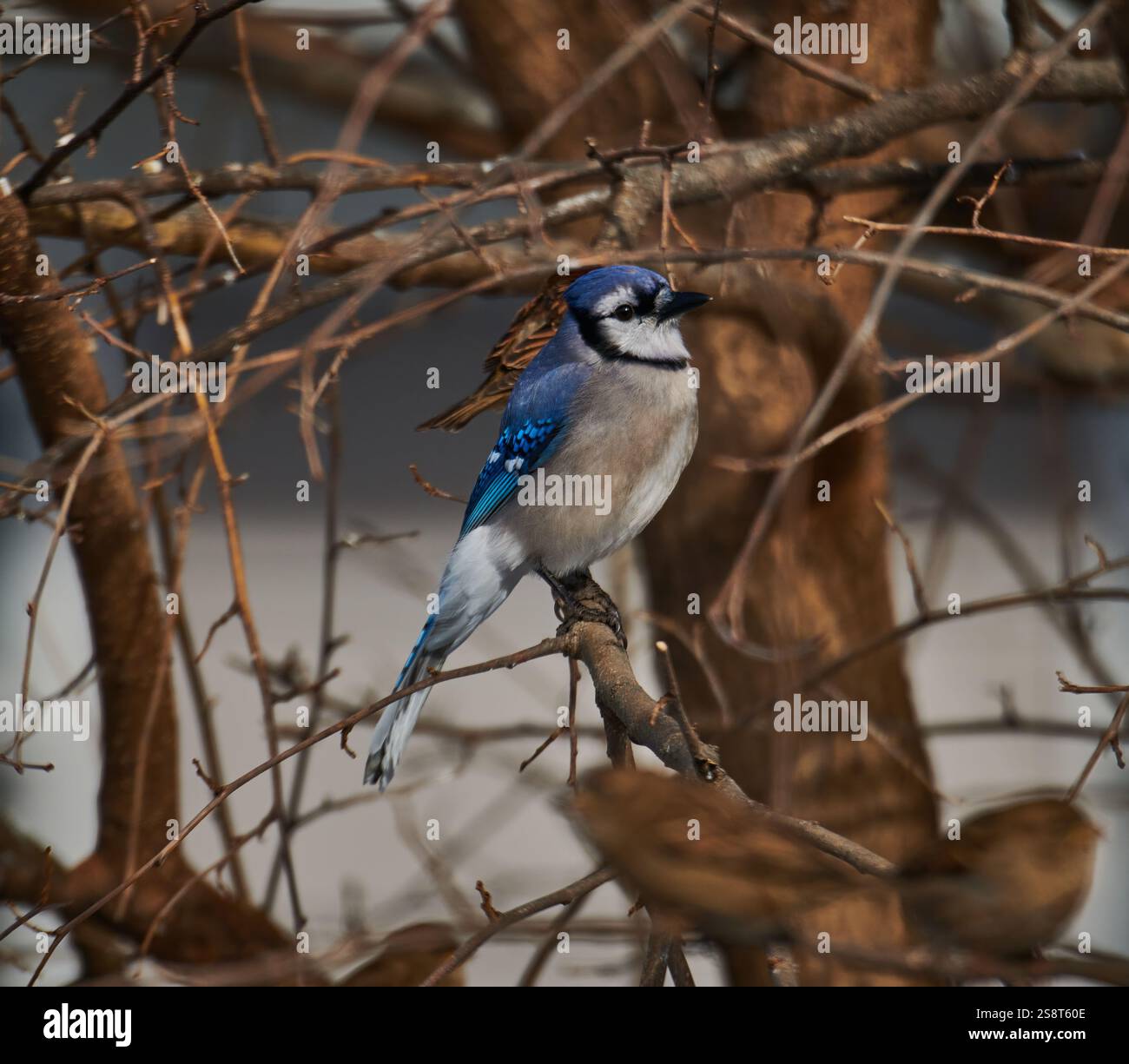 Beautiful Blue Jay striking a pose in a tree. Its plumage is lavender ...