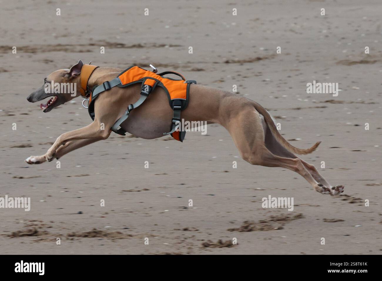 Scotland Greyhound running on Saltcoats beech Stock Photo - Alamy