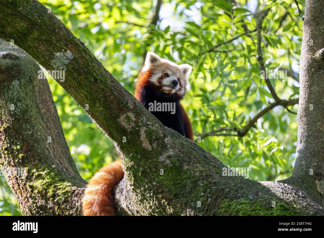 Western red panda (Ailurus fulgens fulgens), also known as the Nepalese ...