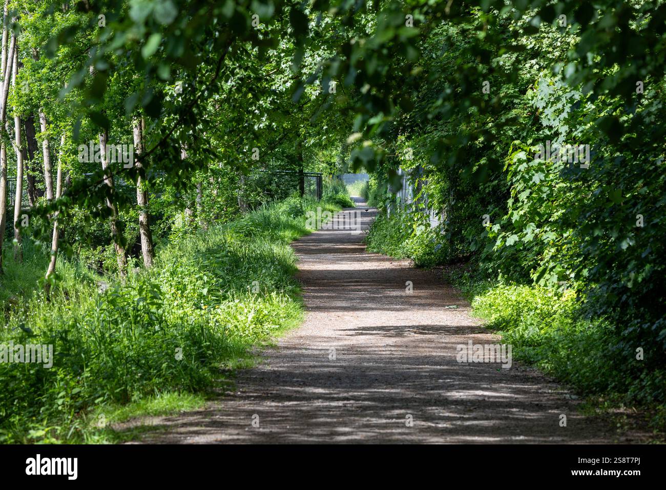 A path through a forest with trees on either side Stock Photo - Alamy