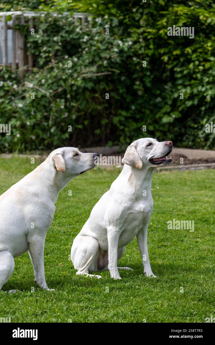 Close friendship: two Labradors Stock Photo - Alamy