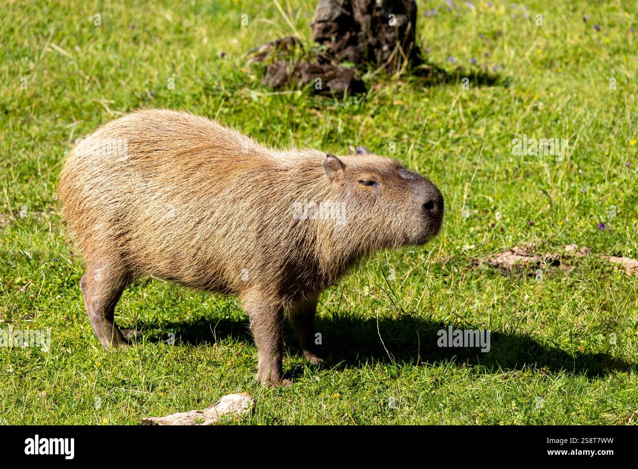 One Capybara eating grass together Stock Photo - Alamy