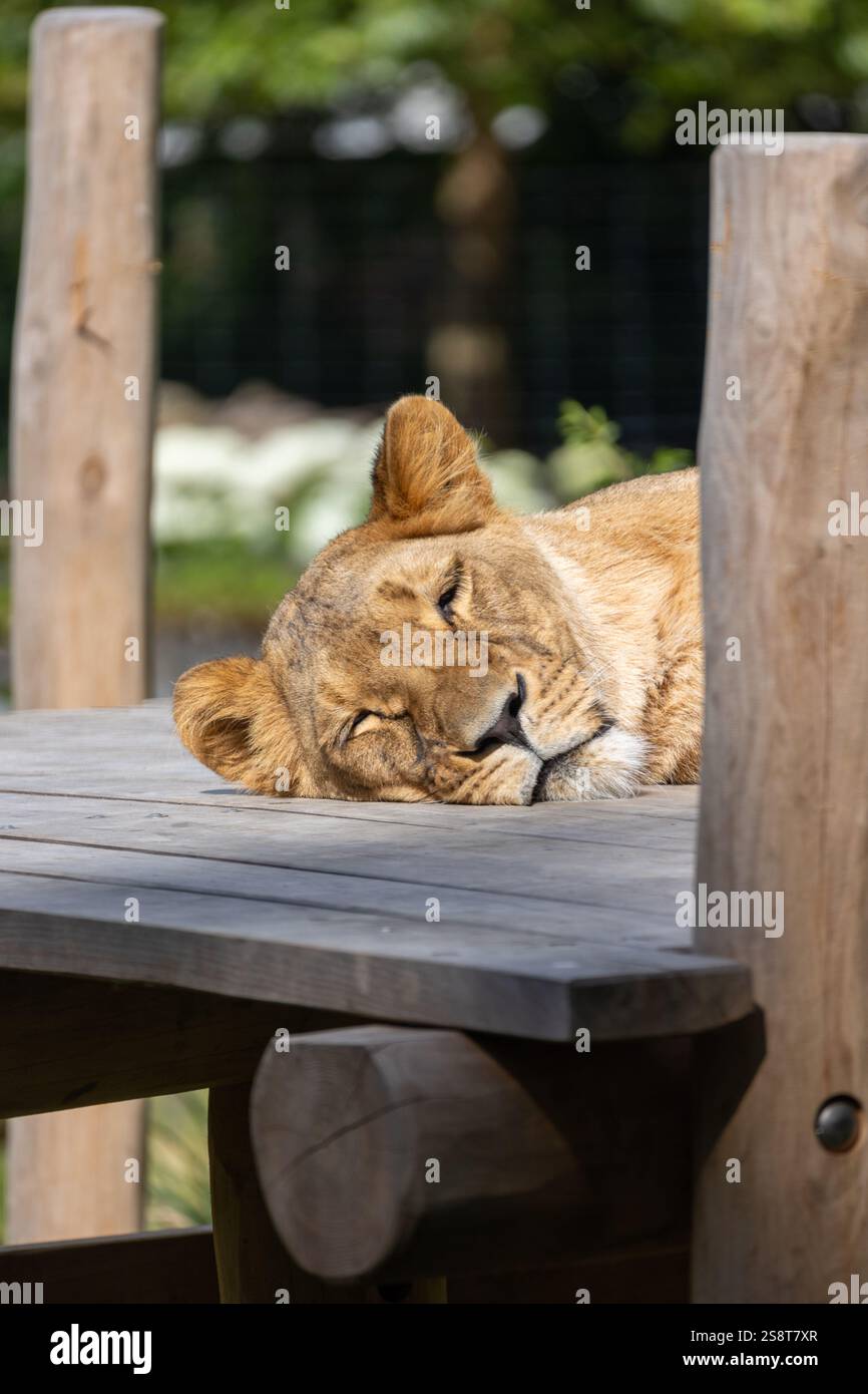 Quiet moment: lion sleeping in his enclosure Stock Photo - Alamy