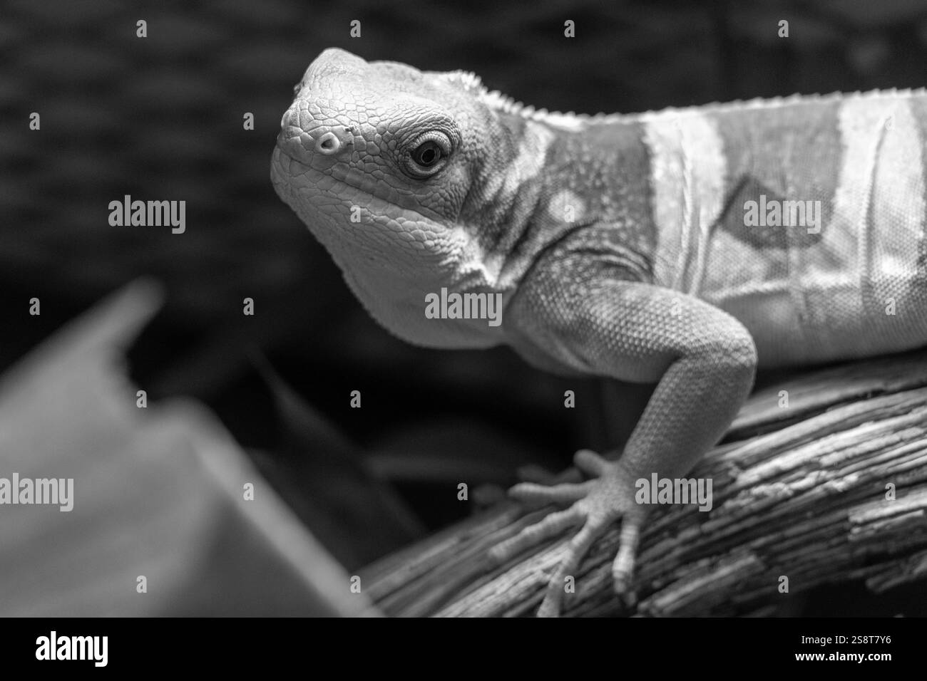 Lizzard scales Black and White Stock Photos & Images - Alamy
