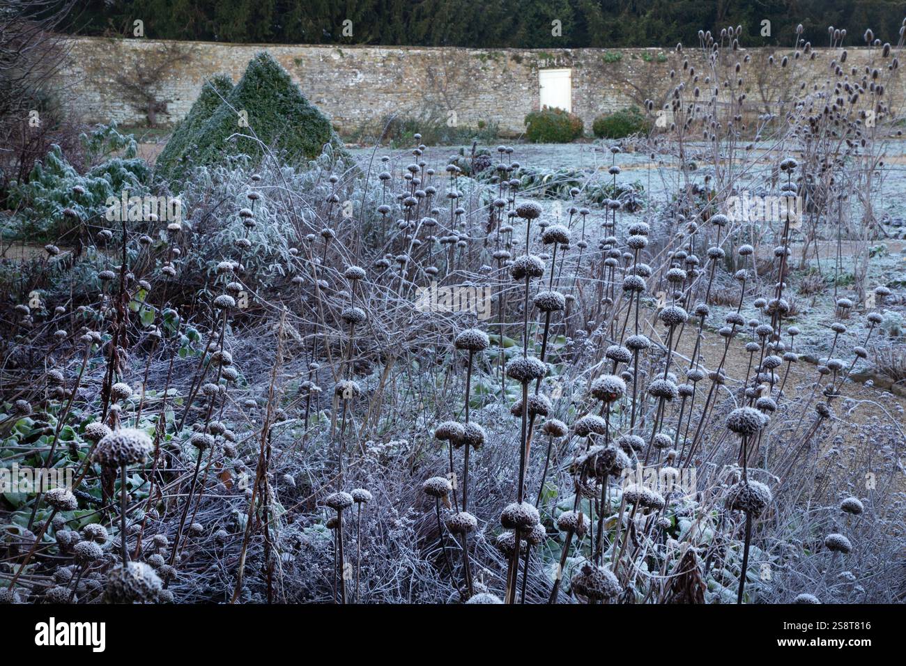 Walled kitchen garden at Rousham House and Gardens in frosty winter ...