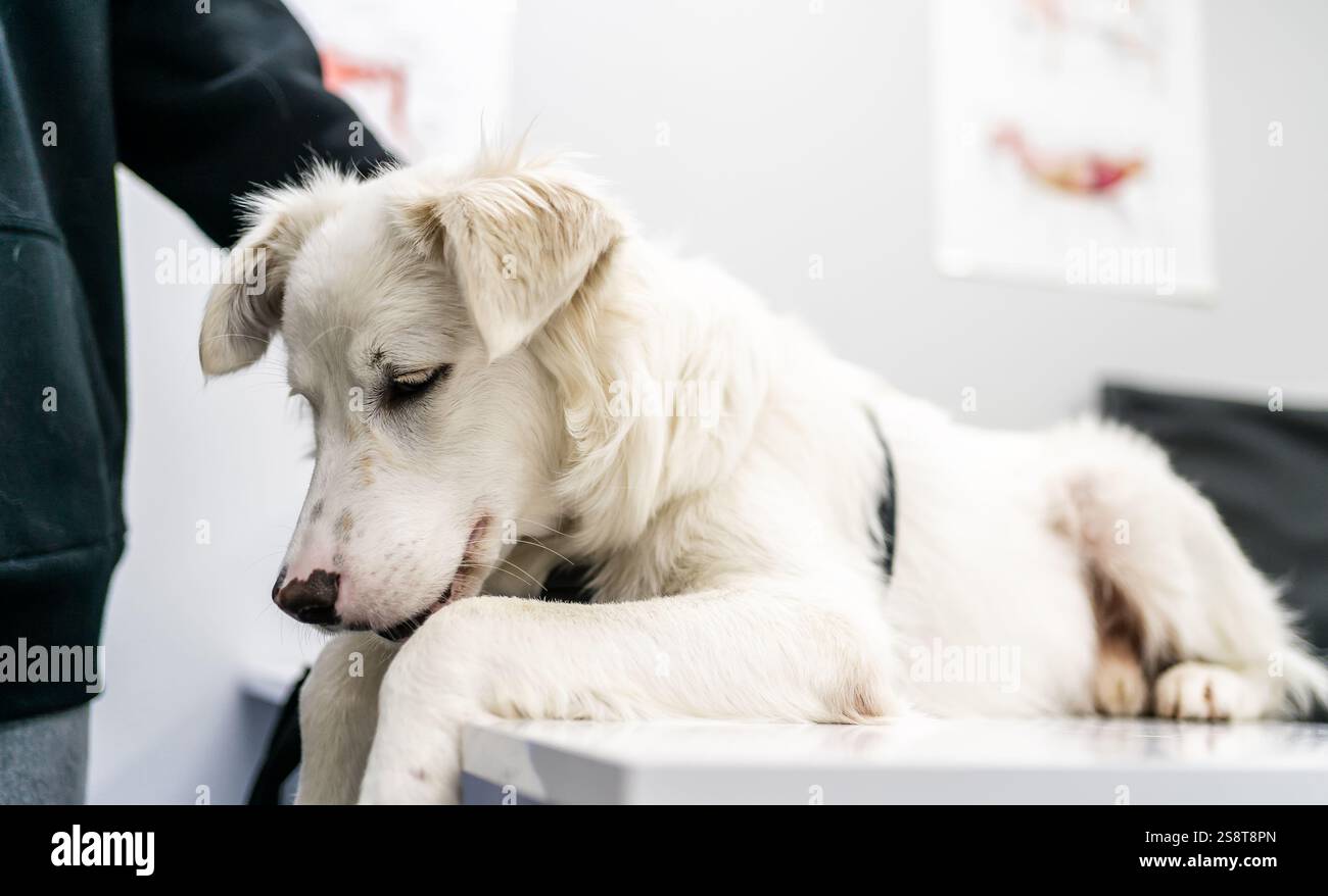Dog resting head on clinic table, receiving care and comfort ...