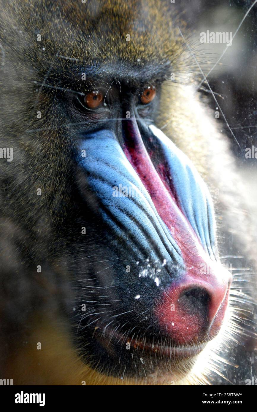 Usti Nad Labem, Czech Republic. 23rd Jan, 2025. Mandrill monkey looks out of his enclosure at ...