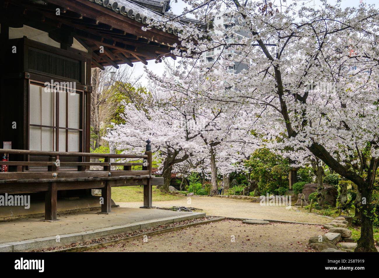 Temple Courtyard with Cherry Blossoms in Full Bloom near Shitenno-ji ...