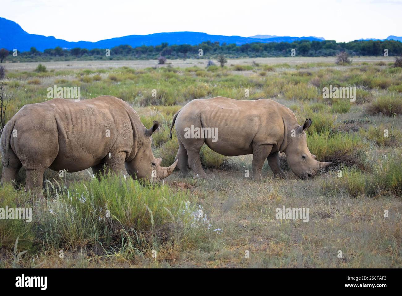 Southern white rhinoceros in the evening light. Natural habitat. Seen ...