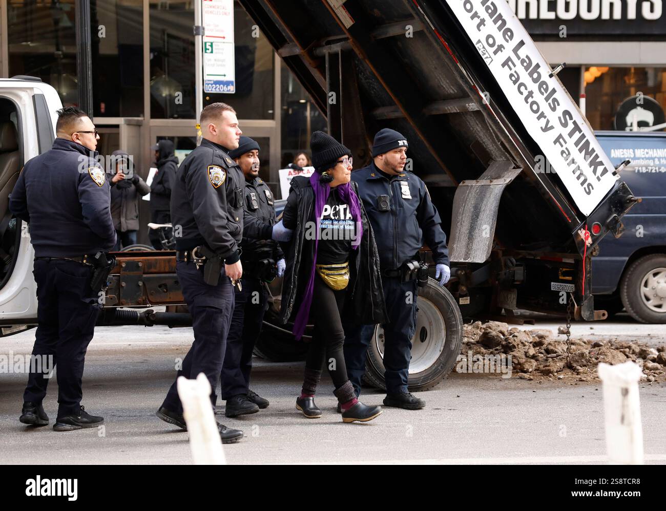 New York, United States. 23rd Jan, 2025. A PETA activist is arrested by ...